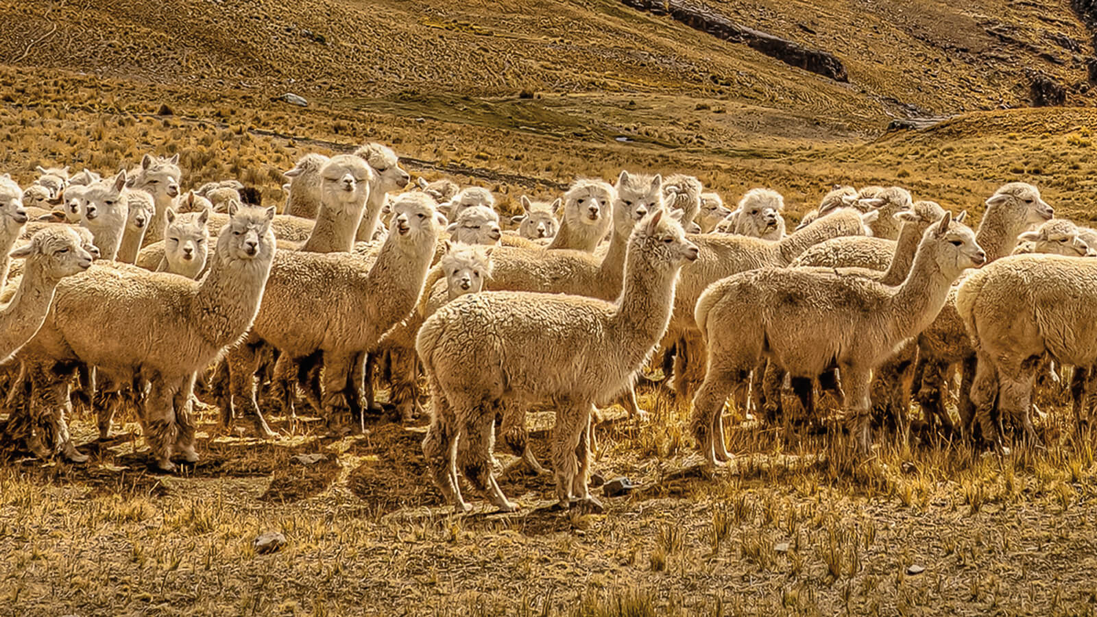 Modern essentials for Women & Men with the finest alpaca wool – Patapampa